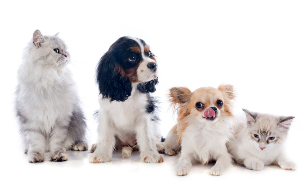 20 Adorable Animal Calendars for Every Animal Lover — Calendar Club