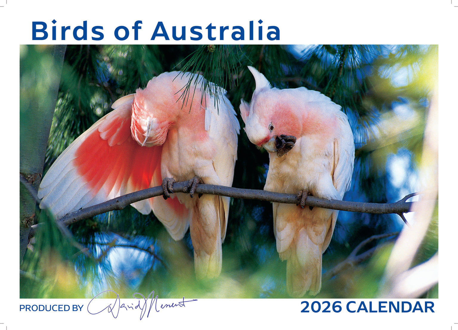 Shop 2026 Wall Portrait and Landscape Format Calendars Online ...