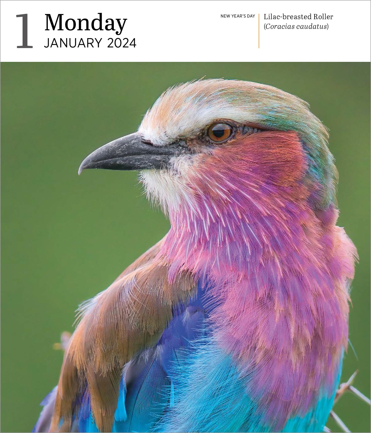 Shop 2024 Animal-Themed Calendars Online | Calendar Club