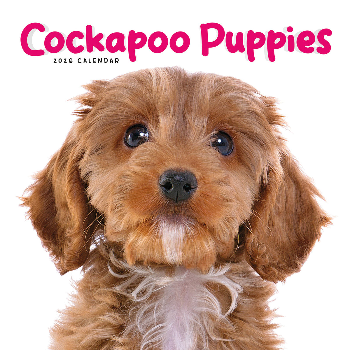 Calendar Club | Cockapoo Puppies 2026 Mini Wall Calendar