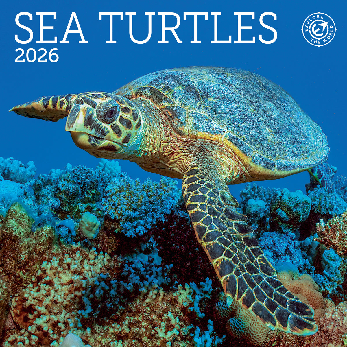 Calendar Club | Sea Turtles 2026 Mini Wall Calendar
