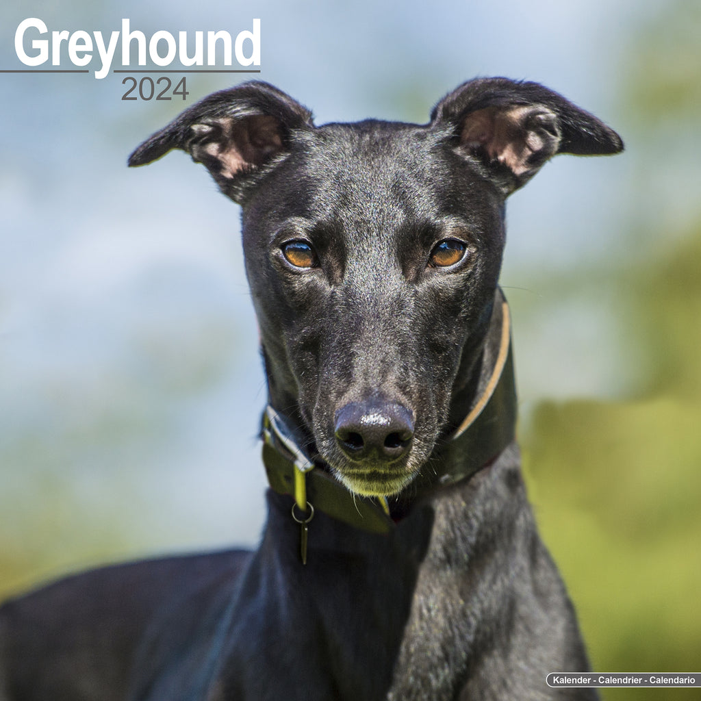 Shop 2024 Dog Calendars Online | Calendar Club