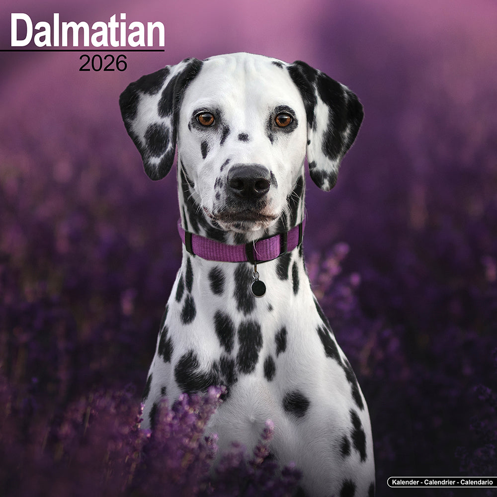 Calendar Club | Dalmatian 2026 Square Wall Calendar