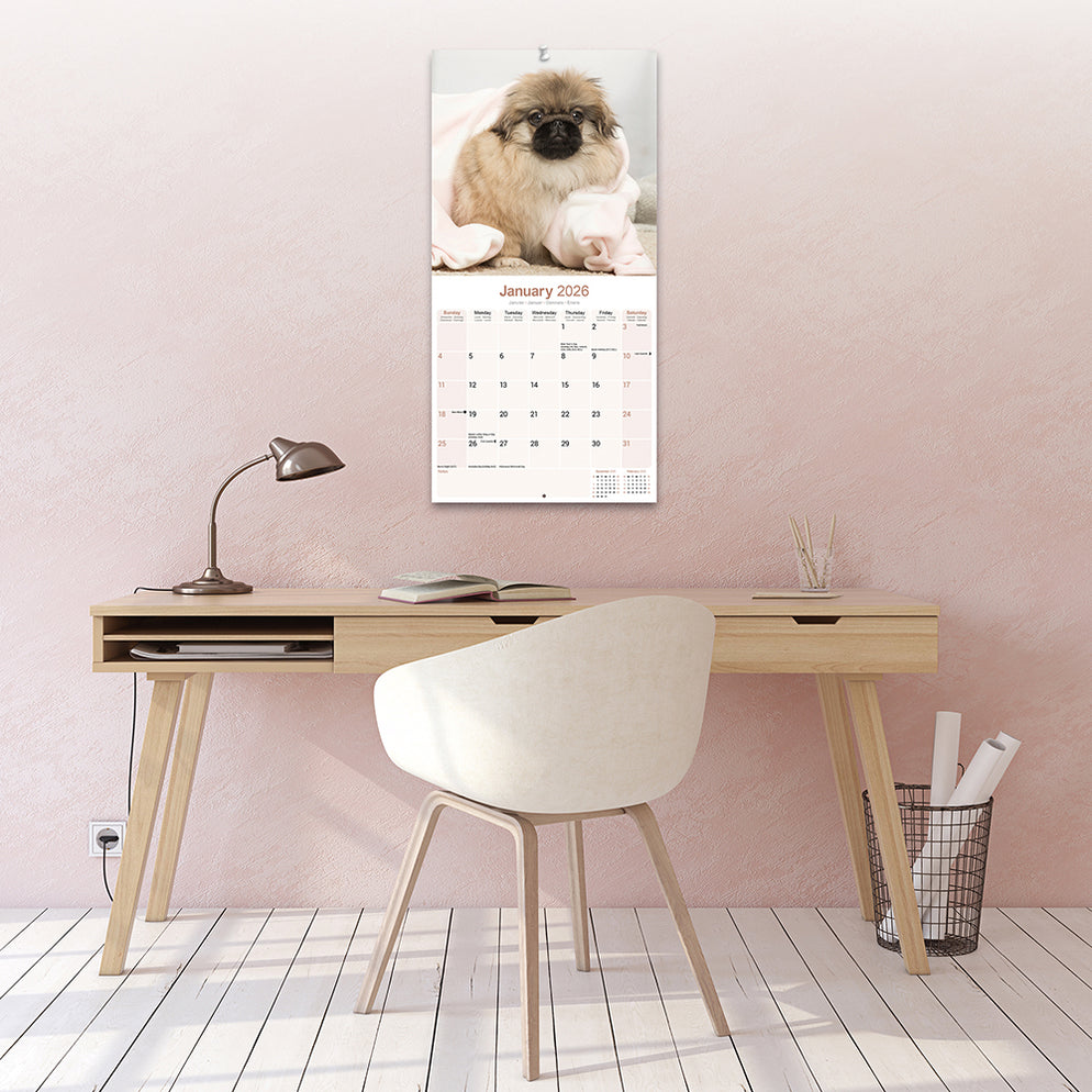 Calendar Club | Pekingese 2026 Square Wall Calendar