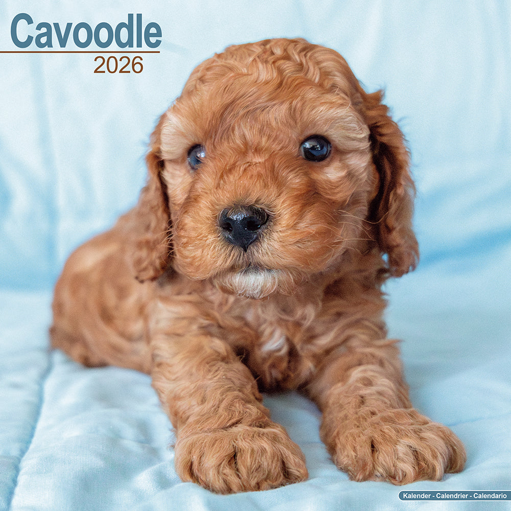 Calendar Club | Cavoodle 2026 Square Wall Calendar