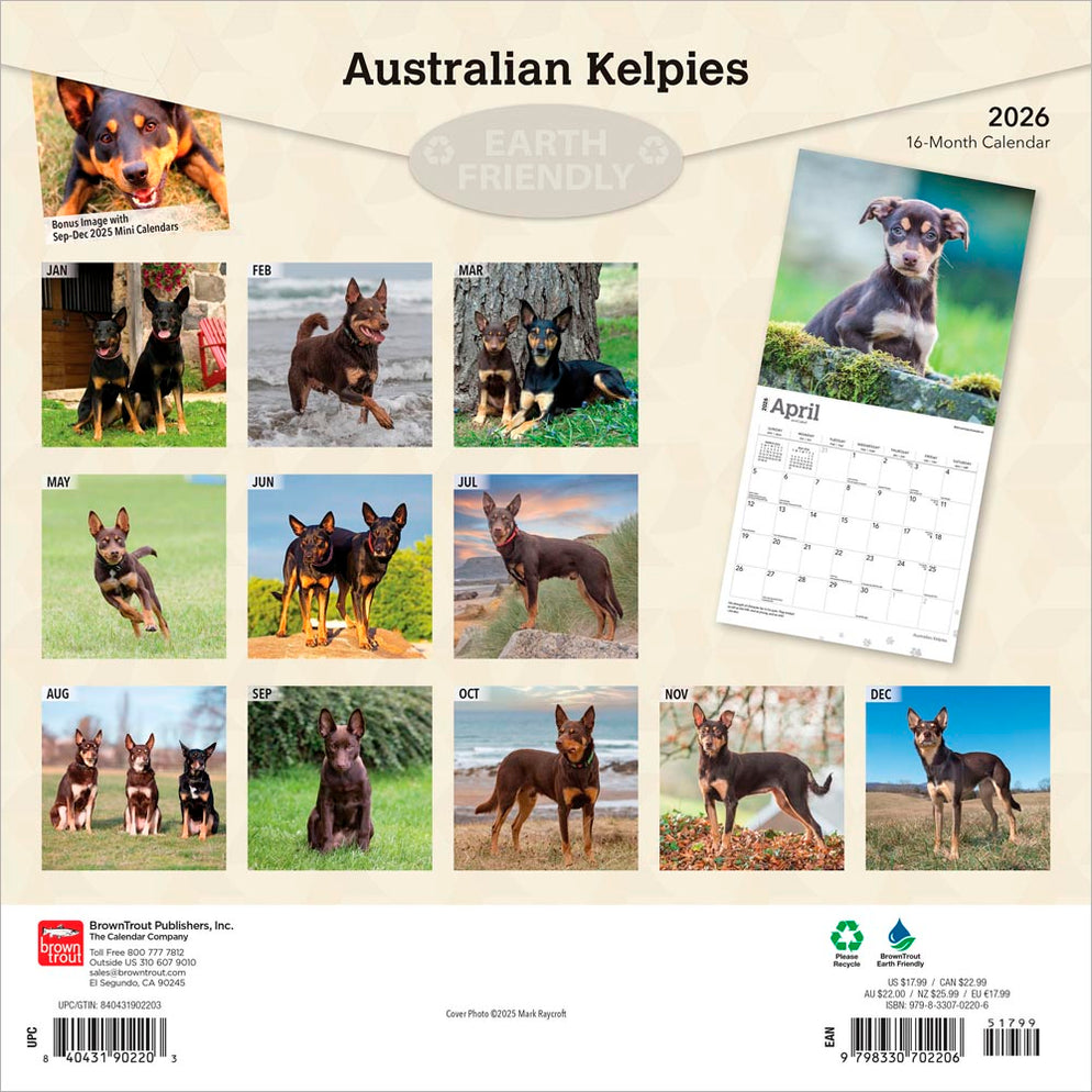 Calendar Club | Australian Kelpies 2026 Square Wall Calendar