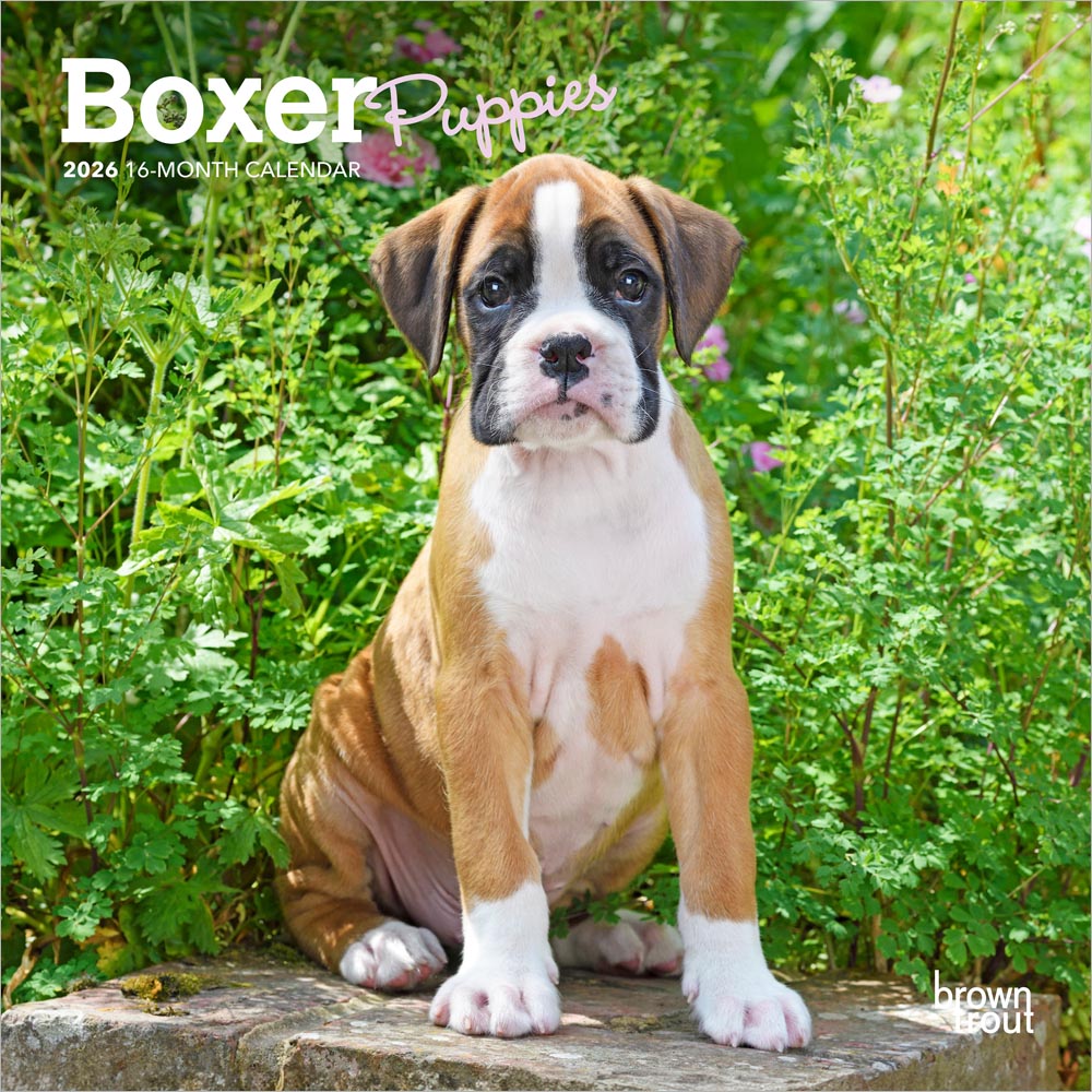 Calendar Club | Boxer Puppies 2026 Mini Wall Calendar